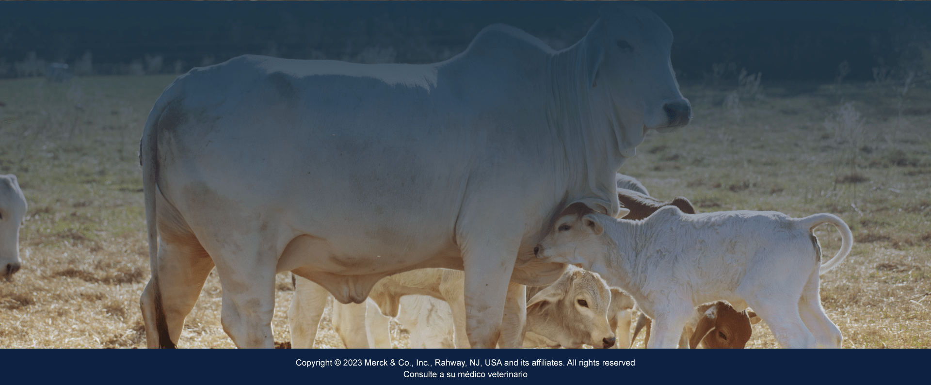 Bovi+ | Crecimiento de becerros