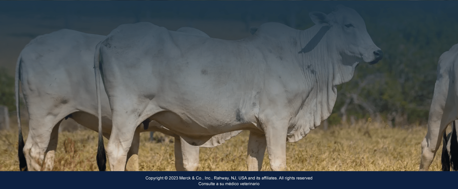 Bovi+ | Manejo de vacas gestantes